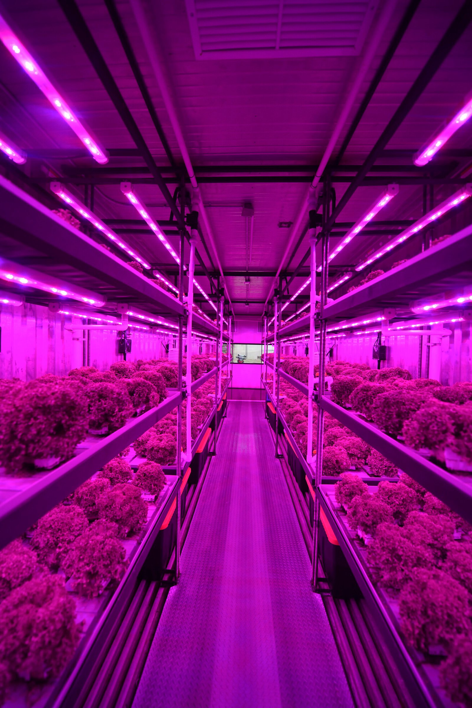 La luz LED: el ingrediente saludable para la producción de alimentos ...