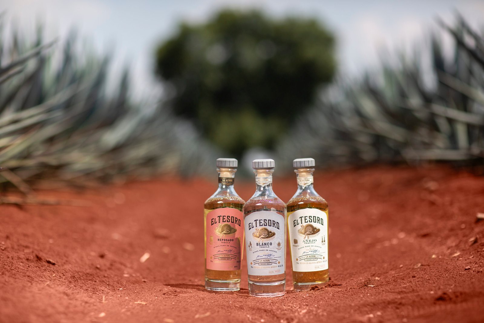 UN TESORO TEQUILERO: CELEBRA EL DÍA NACIONAL DEL TEQUILA CON LA MÁXIMA ...